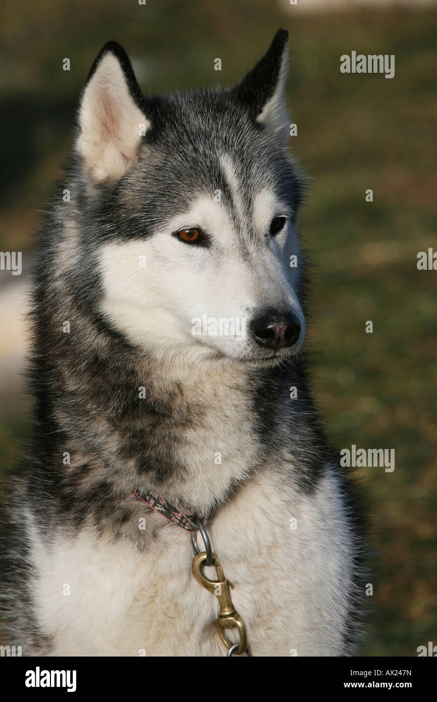 Sibirischer husky hi-res stock photography and images - Alamy
