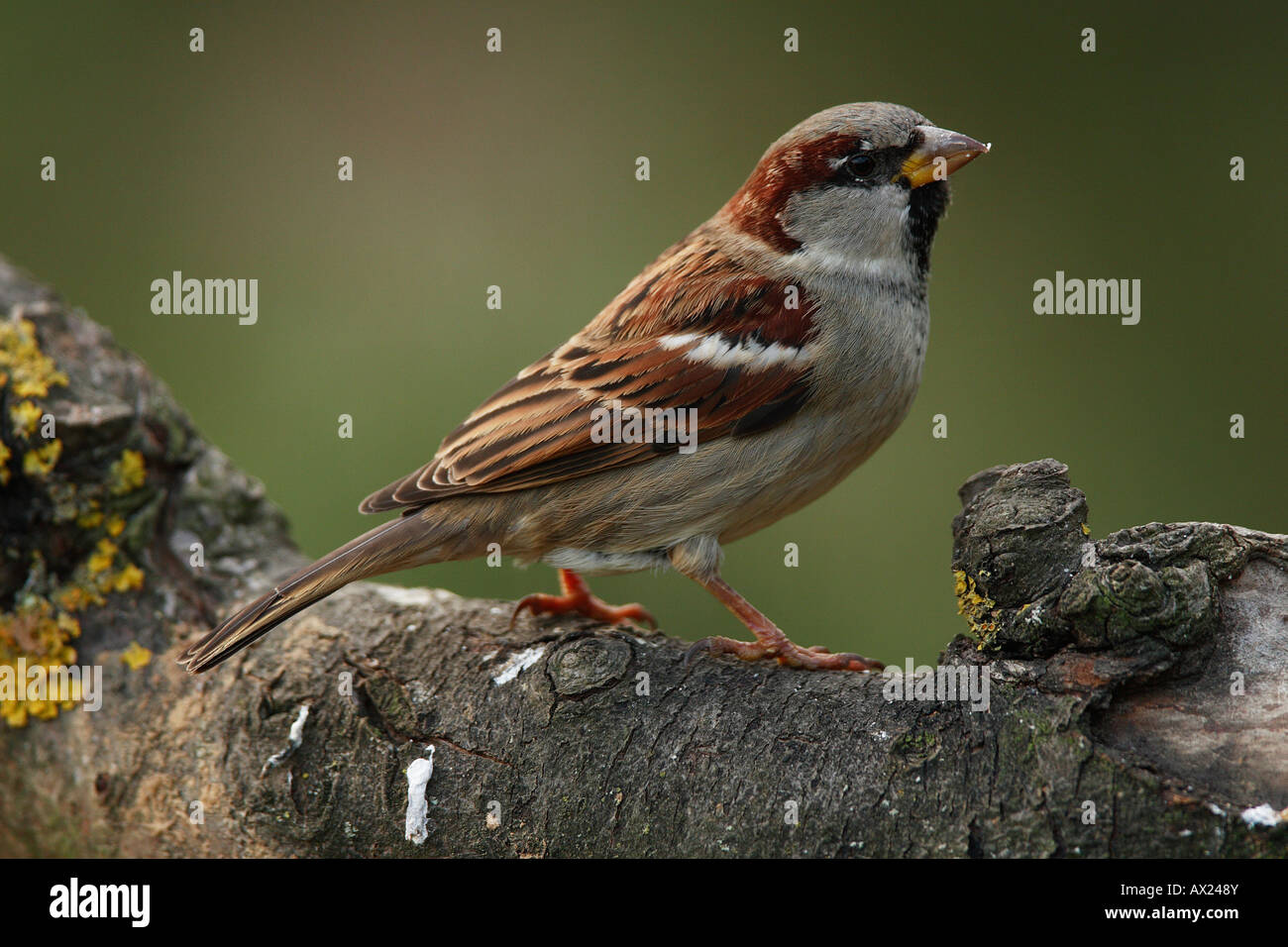 English Sparrow High Resolution Stock Photography and Images - Alamy