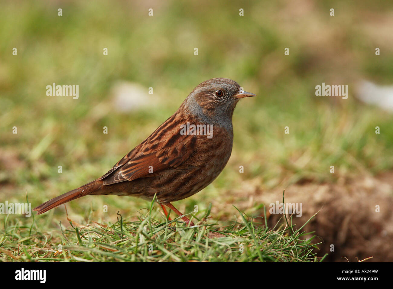Dunnock or Hedge Sparrow or Hedge Warbler (Prunella modularis Stock ...