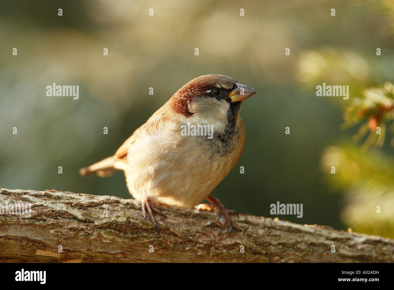 House Sparrow (Passer domesticus Stock Photo - Alamy