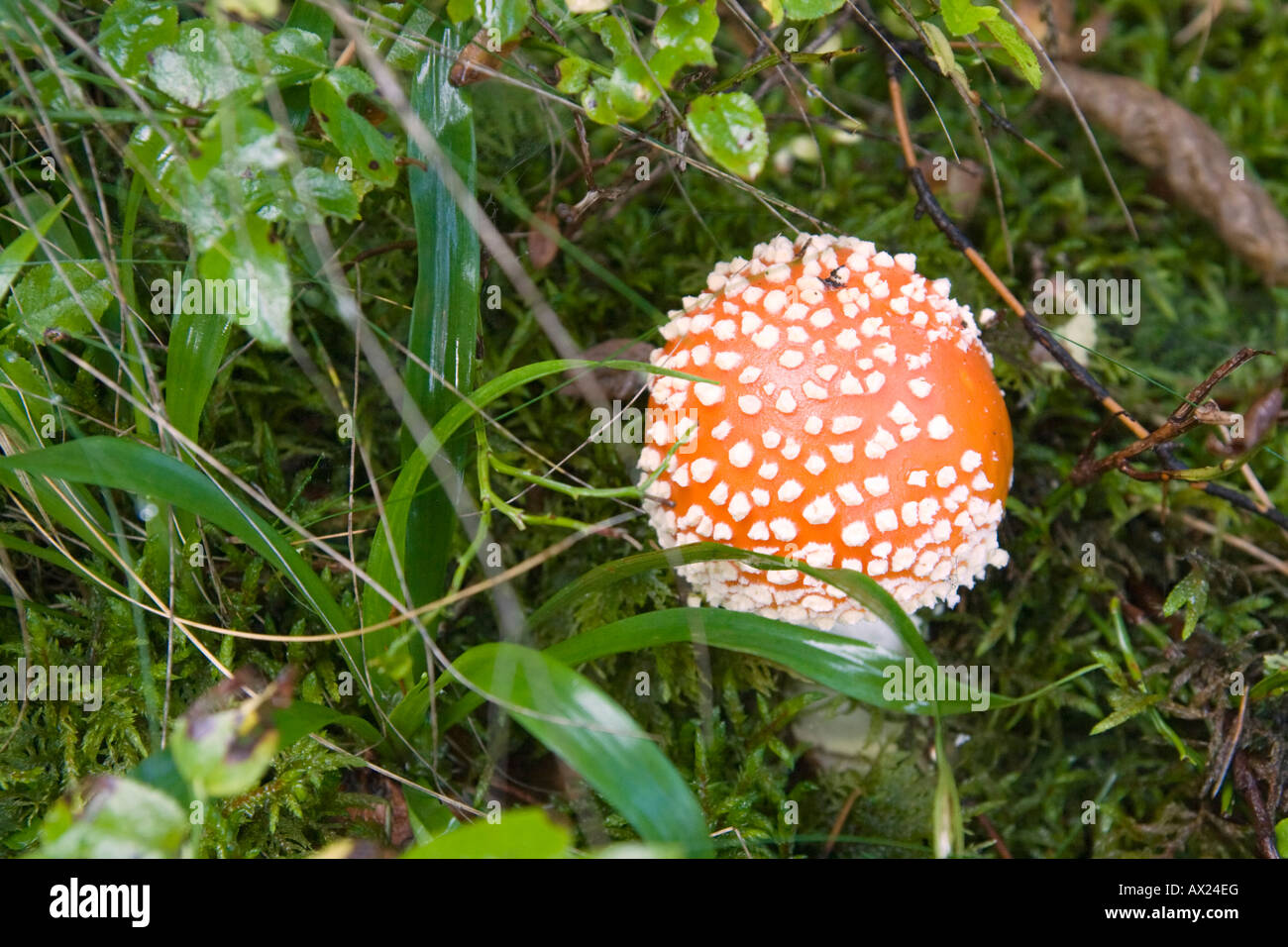 Red toadstool in forest Stock Photo - Alamy