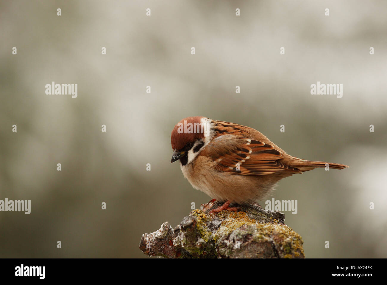 Passer montanus spatz hi-res stock photography and images - Alamy