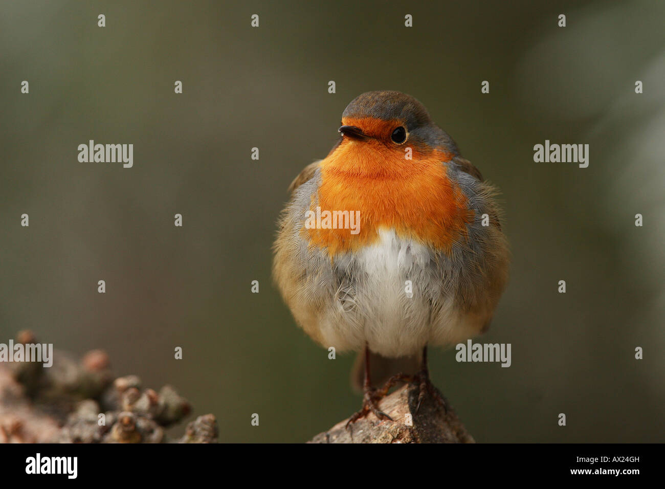Robin (Erithacus rubecula Stock Photo - Alamy