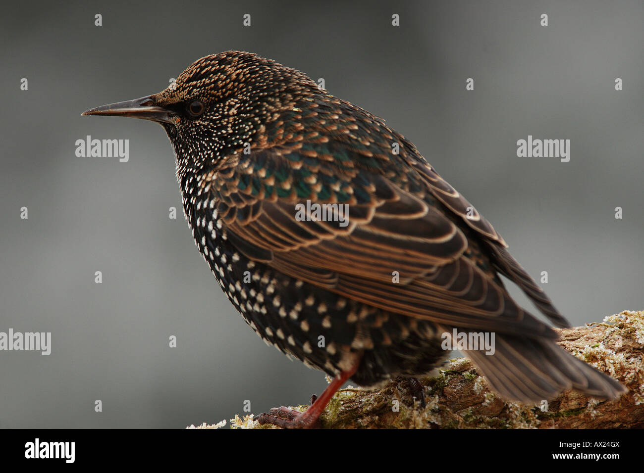 European Starling (Sturnus vulgaris Stock Photo - Alamy