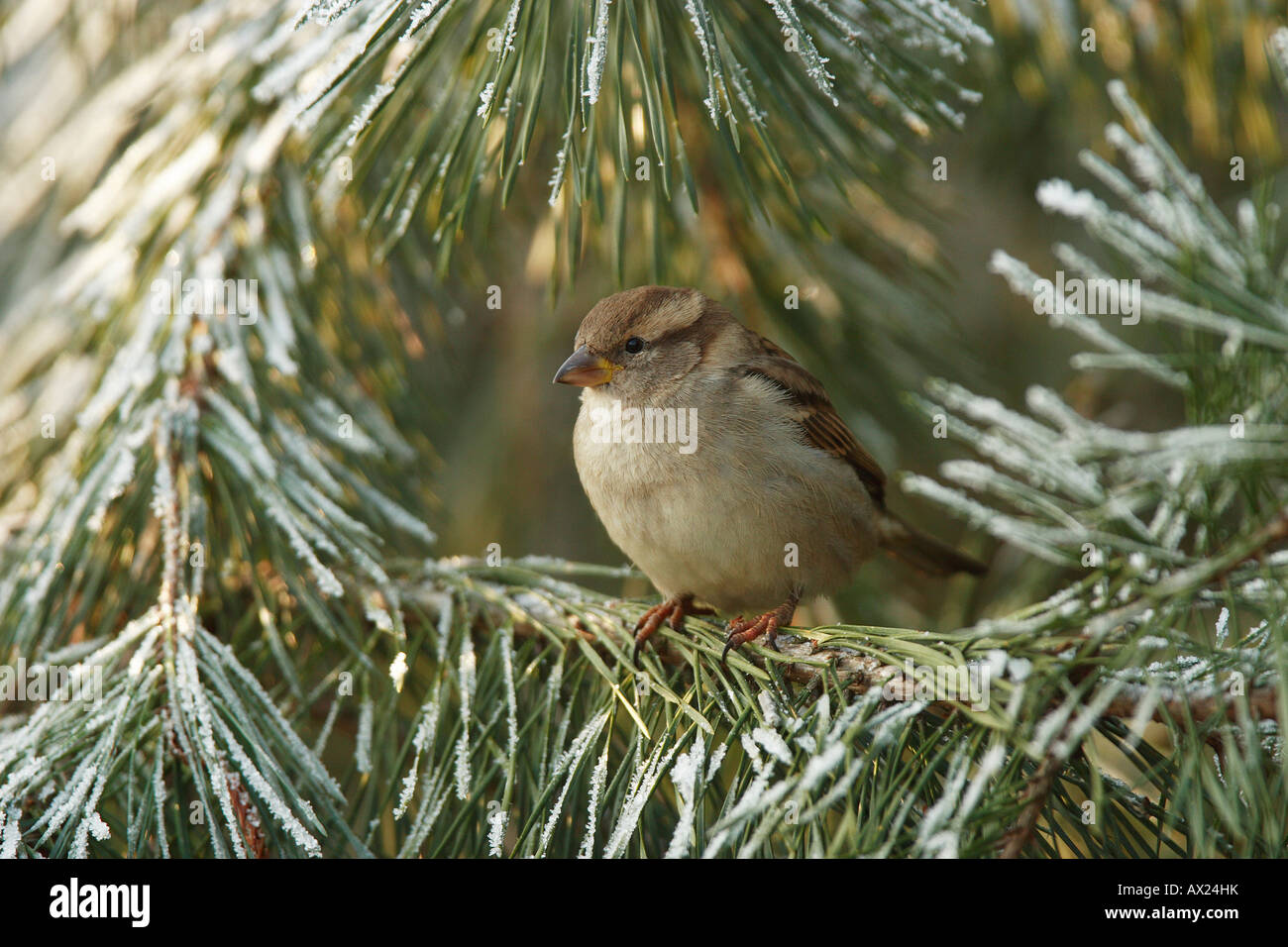 House Sparrow (Passer domesticus Stock Photo - Alamy