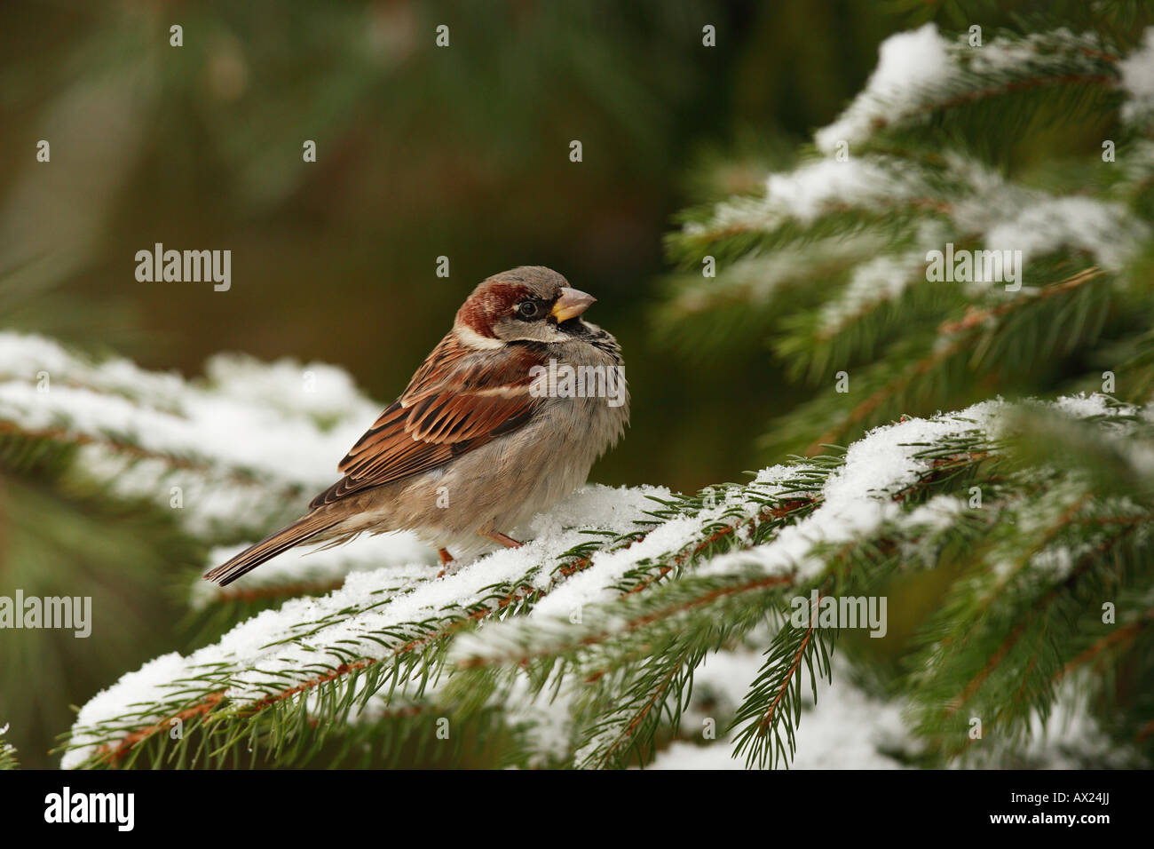 House Sparrow (Passer domesticus Stock Photo - Alamy