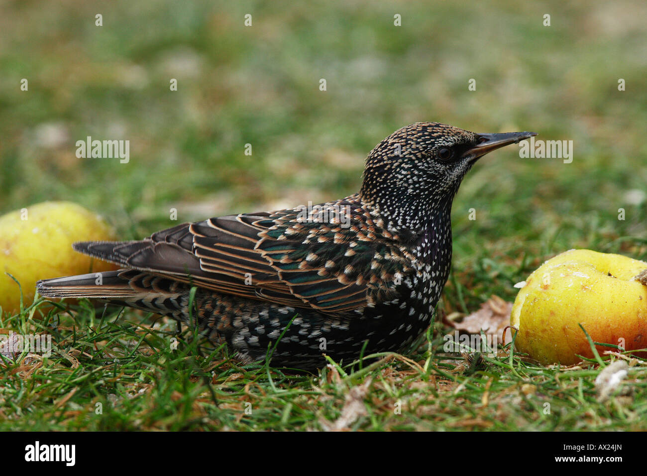 European Starling (Sturnus vulgaris Stock Photo - Alamy