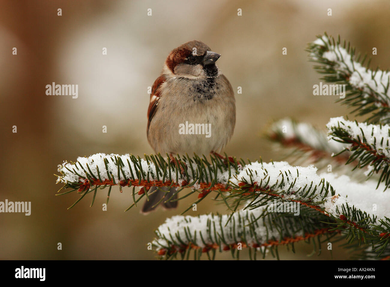 House Sparrow (Passer domesticus Stock Photo - Alamy