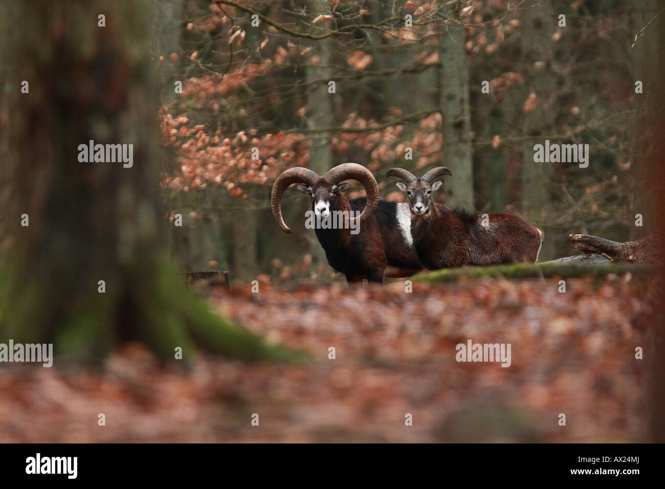 European Mouflons (Ovis ammon musimon, Ovis gmelini musimon, Ovis ...