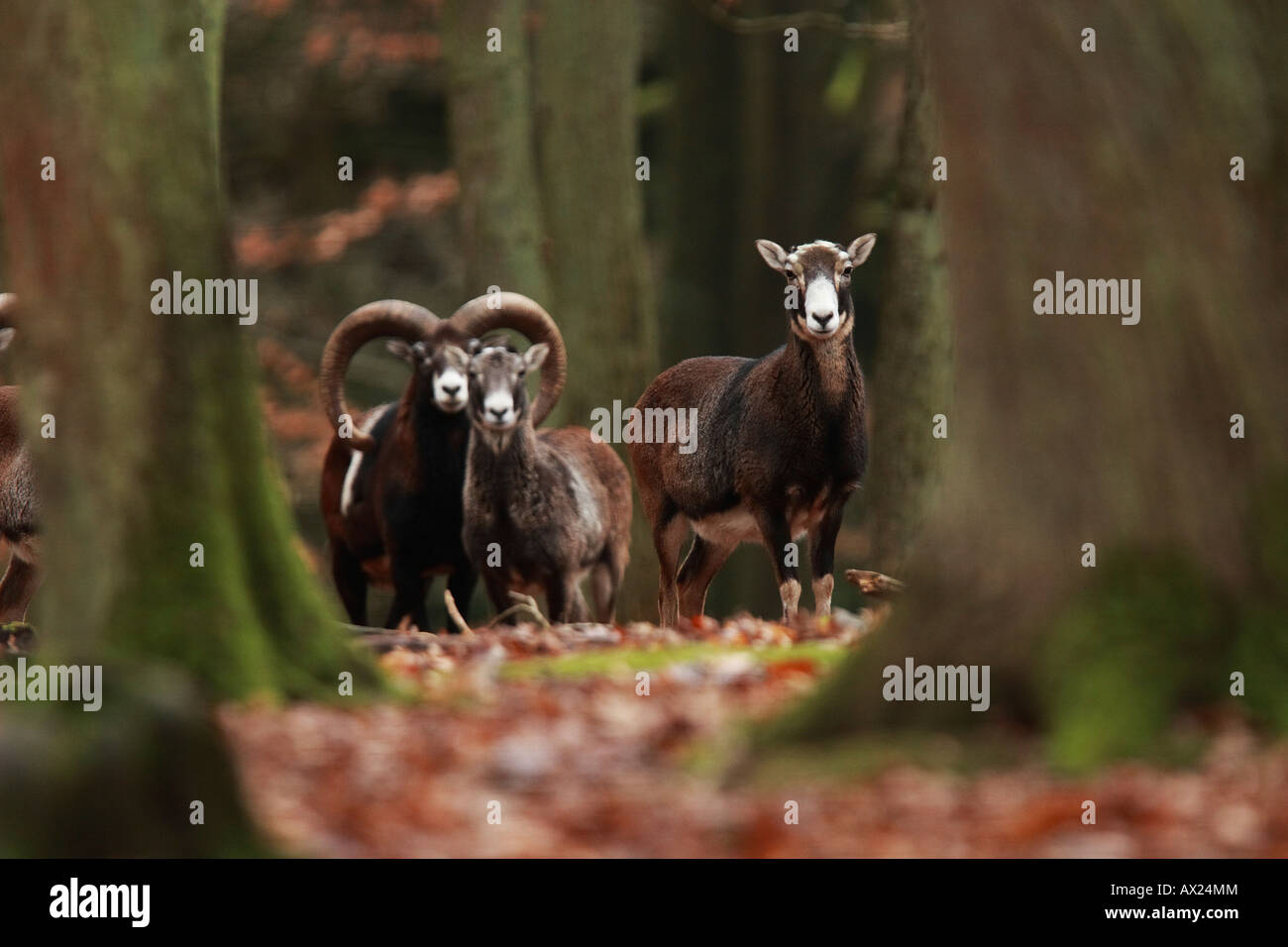 European Mouflons (Ovis ammon musimon, Ovis gmelini musimon, Ovis ...
