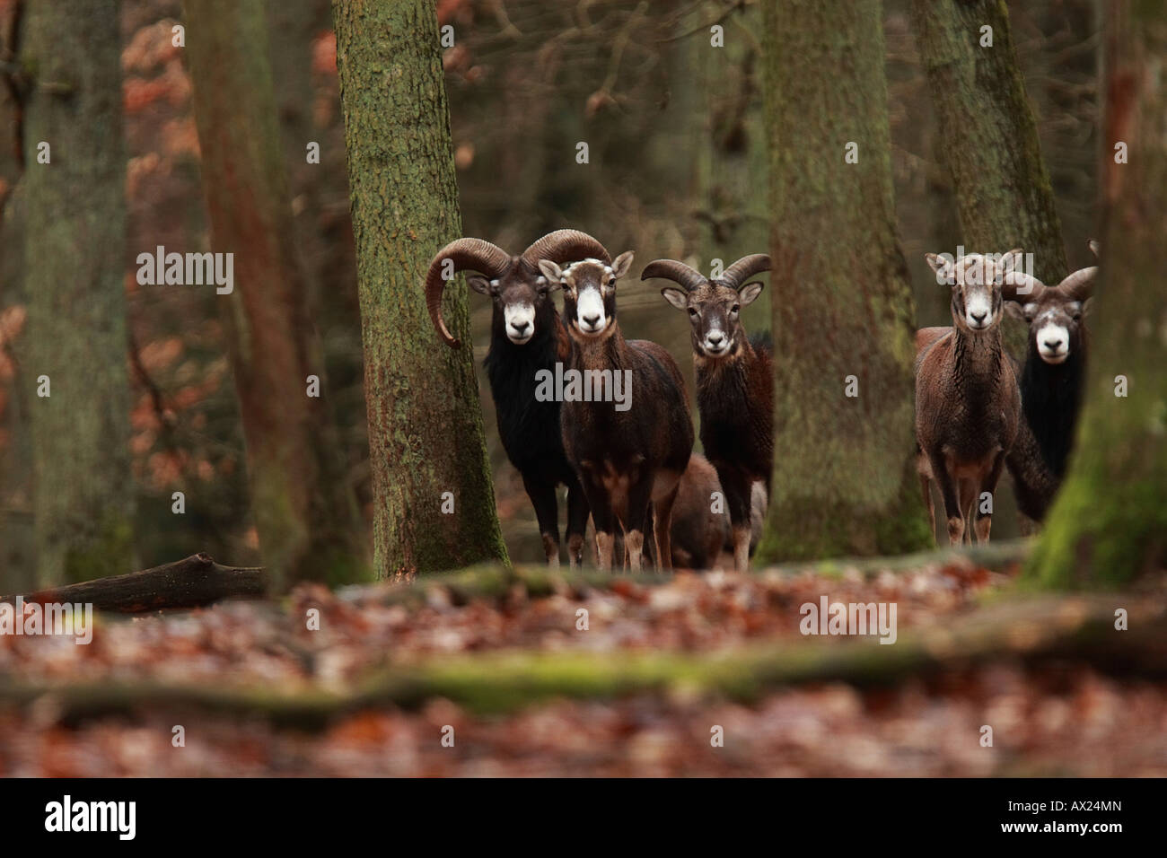 European Mouflons (Ovis ammon musimon, Ovis gmelini musimon, Ovis ...