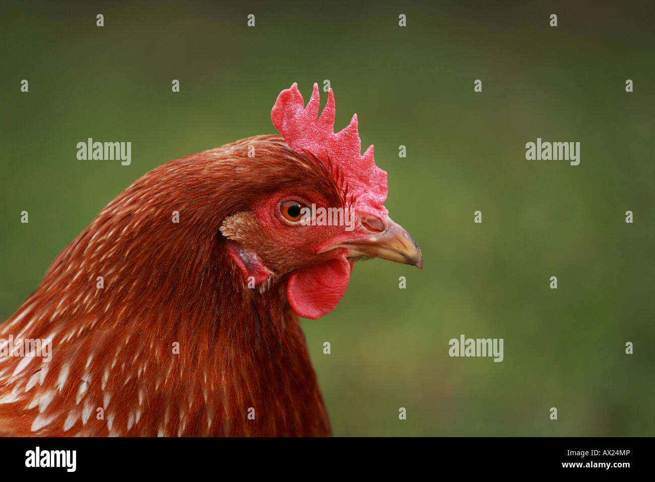 Domestic chicken (Gallus gallus domesticus Stock Photo - Alamy