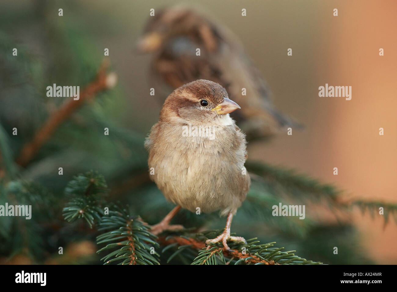House Sparrow or English Sparrow (Passer domesticus Stock Photo - Alamy
