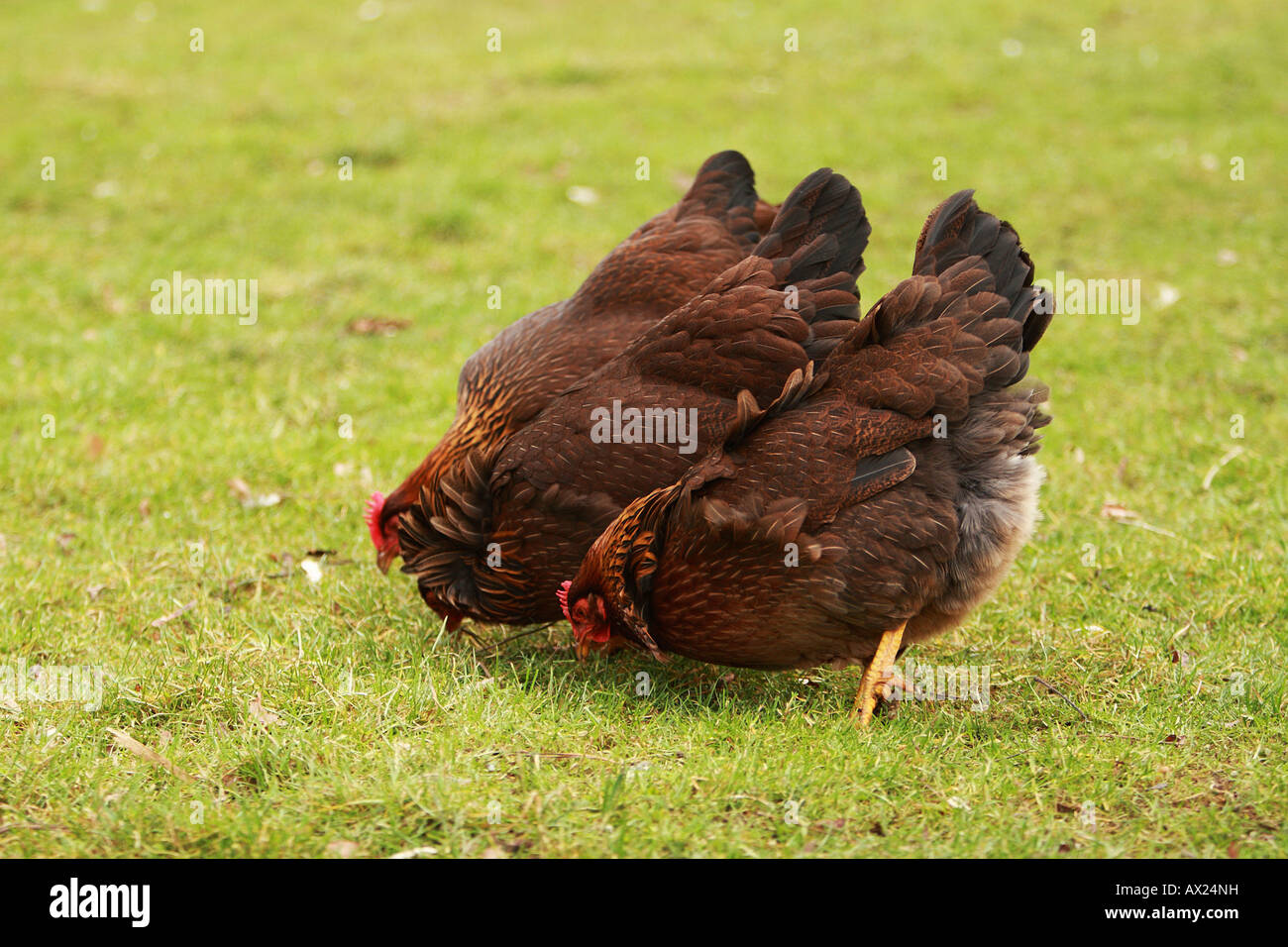Welsummer Chicken (Gallus gallus), domestic chicken breed Stock Photo ...