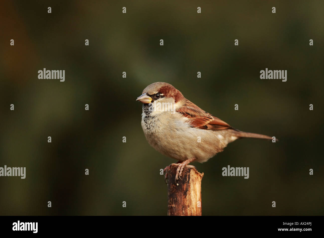 English sparrow branches hi-res stock photography and images - Alamy