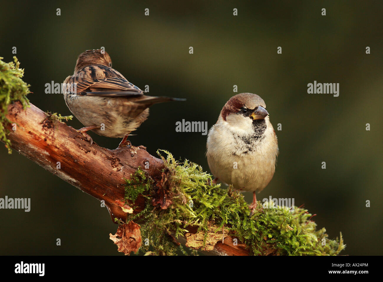 House Sparrows or English Sparrows (Passer domesticus Stock Photo - Alamy