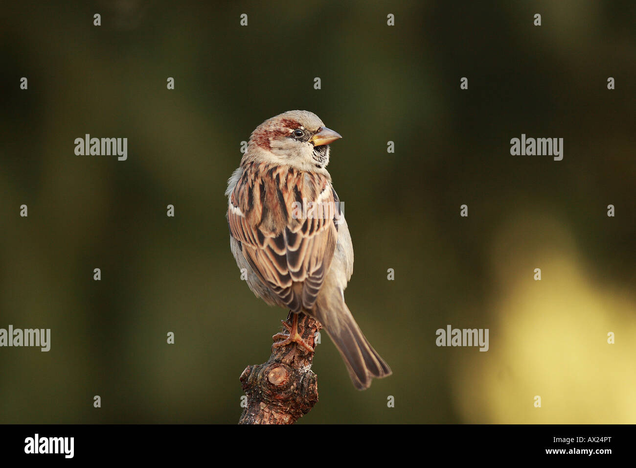House Sparrow or English Sparrow (Passer domesticus Stock Photo - Alamy