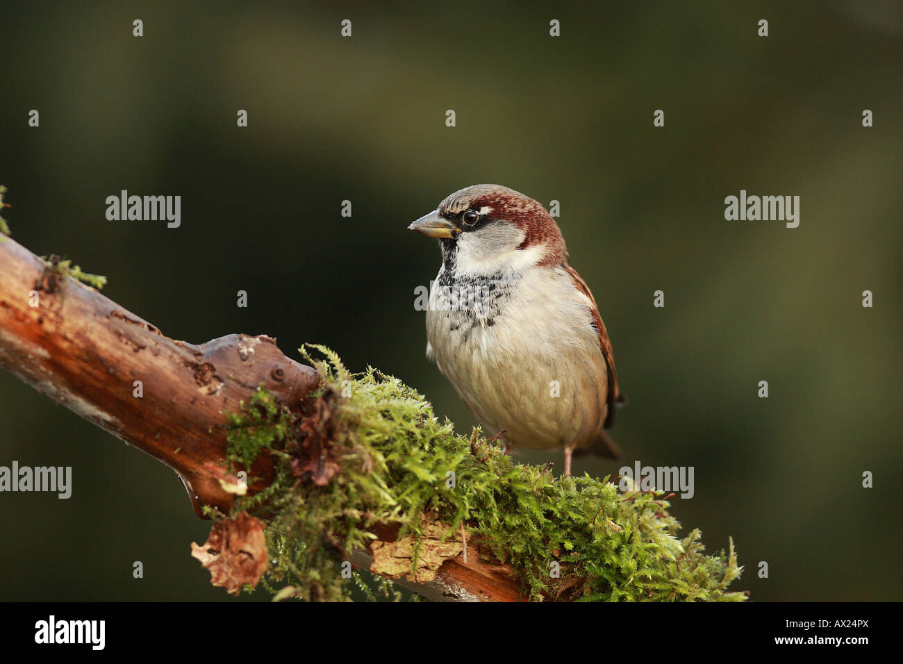 English sparrow hi-res stock photography and images - Alamy