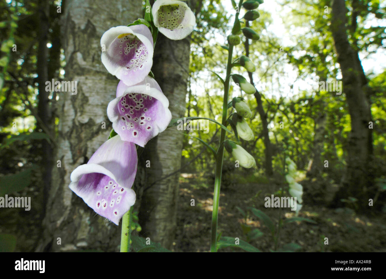 Stow bedon norfolk hi-res stock photography and images - Alamy
