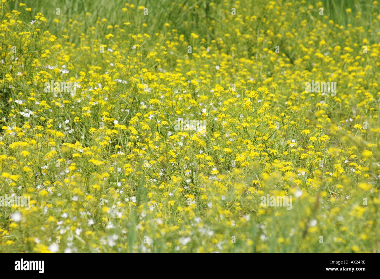 Wildflowers on the Pingo trail at Stow Bedon Thompson Norfolk UK Stock ...