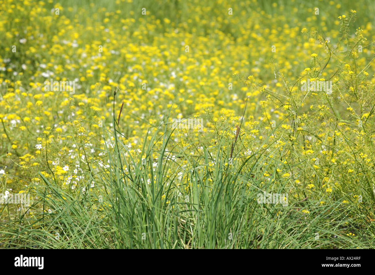 Wildflowers on the Pingo trail at Stow Bedon Thompson Norfolk UK Stock ...