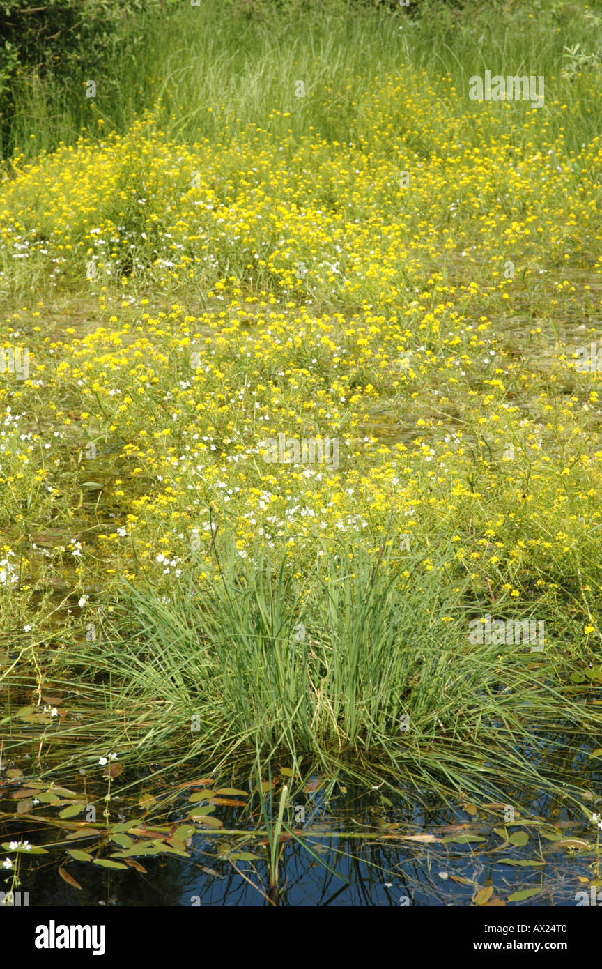 Wildflowers on the Pingo trail at Stow Bedon Thompson Norfolk UK Stock ...