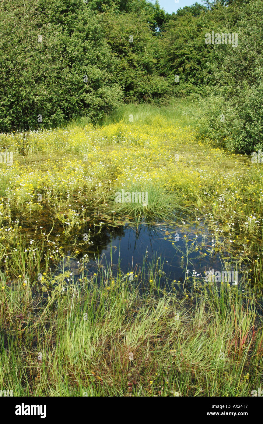 Wildflowers on the Pingo trail at Stow Bedon Thompson Norfolk UK Stock ...