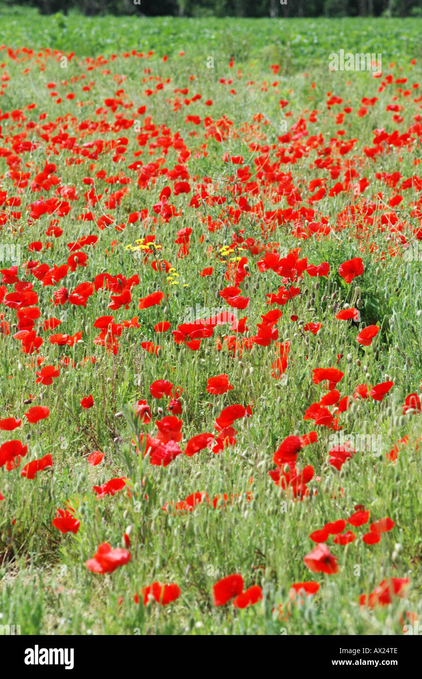 Poppies in a Norfolk field UK Stock Photo - Alamy