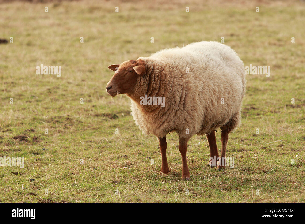 Fox sheep hi-res stock photography and images - Alamy