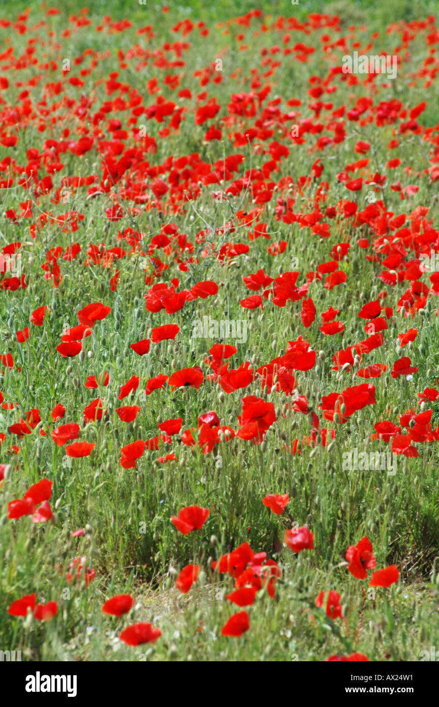 Poppies in a Norfolk field UK Stock Photo - Alamy