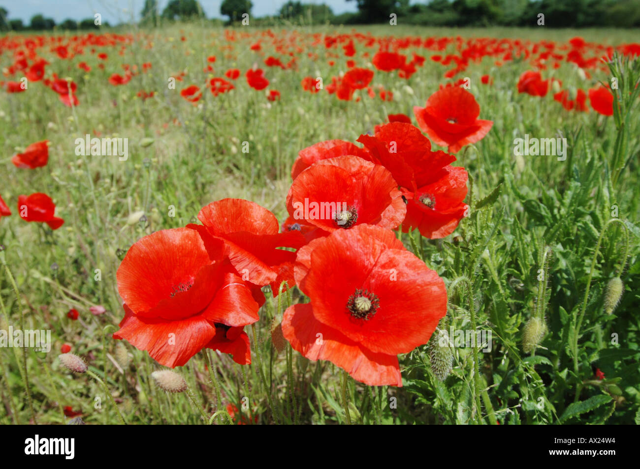 Poppies in a Norfolk field UK Stock Photo - Alamy