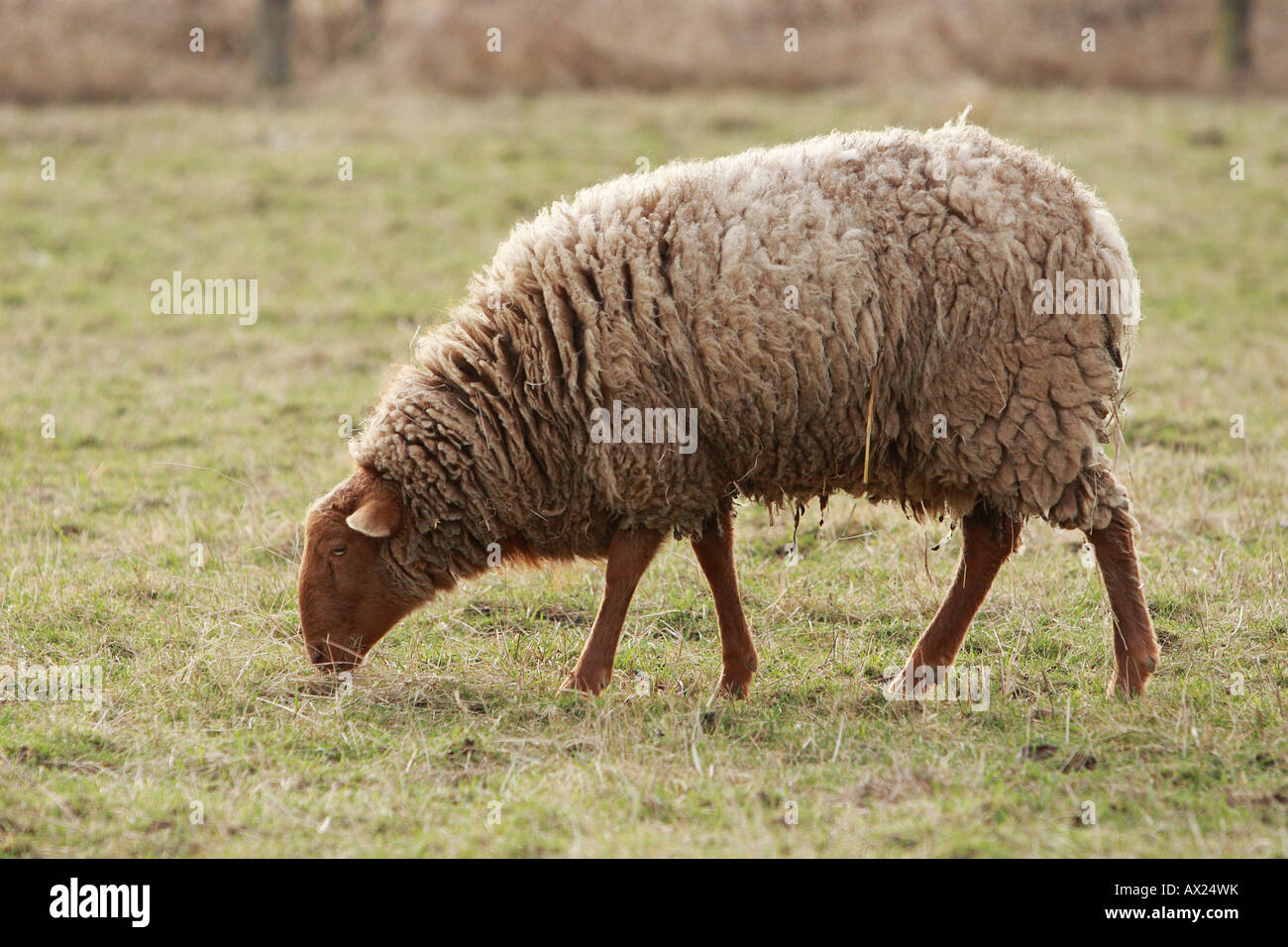 Fox sheep hi-res stock photography and images - Alamy
