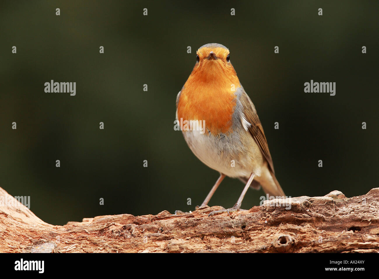 European Robin (Erithacus rubecula Stock Photo - Alamy