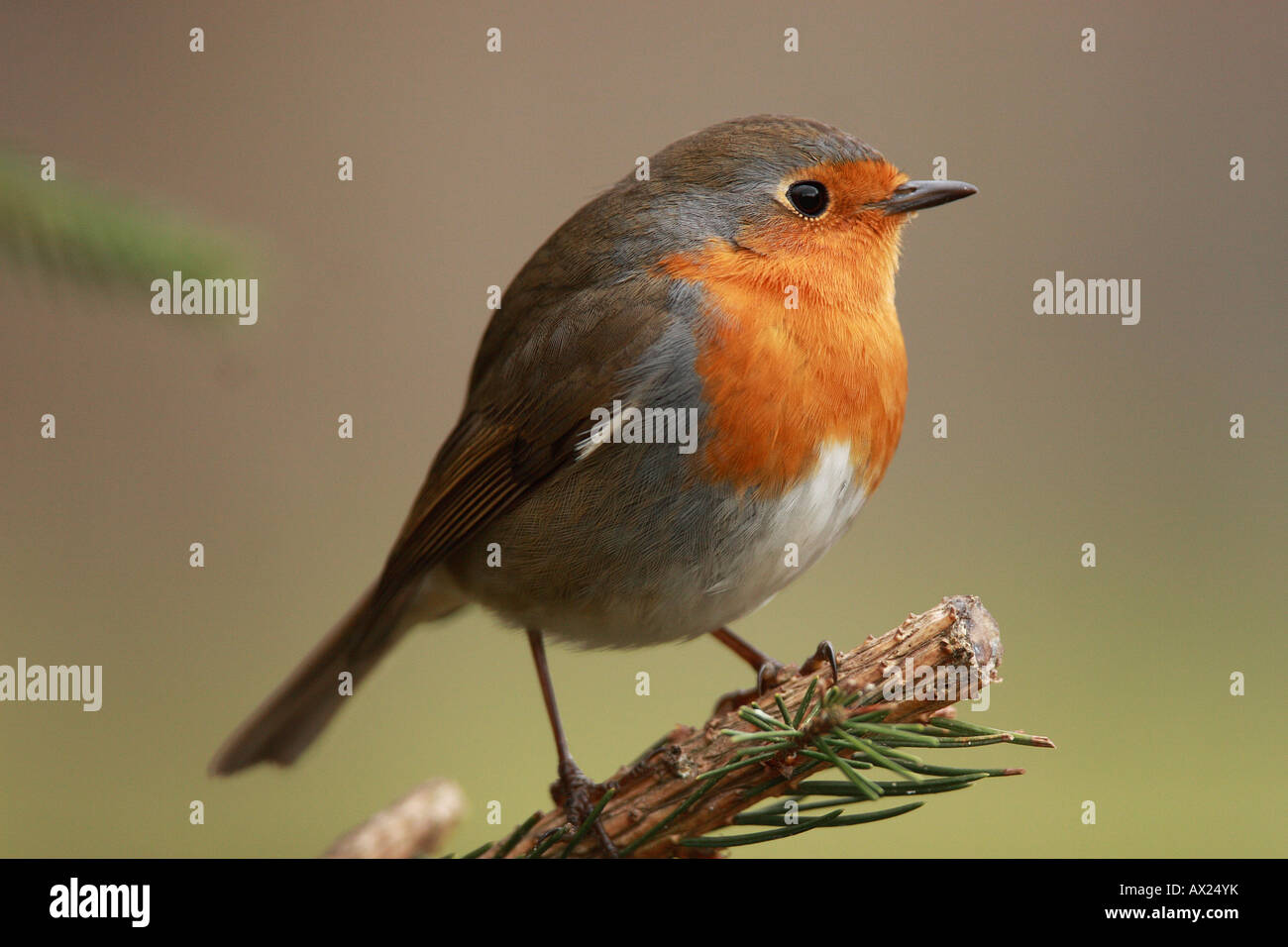 Robin seitenansicht hi-res stock photography and images - Alamy