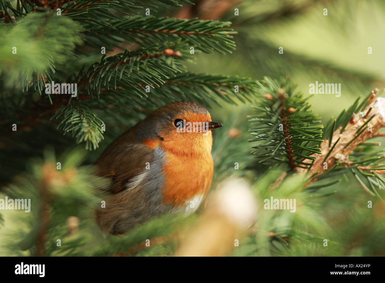 Robin baum hi-res stock photography and images - Alamy