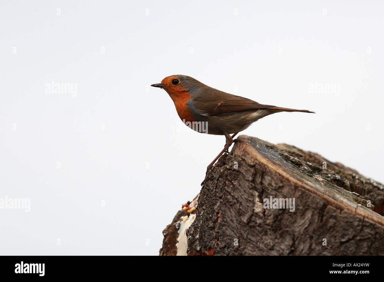 Robin baum hi-res stock photography and images - Alamy