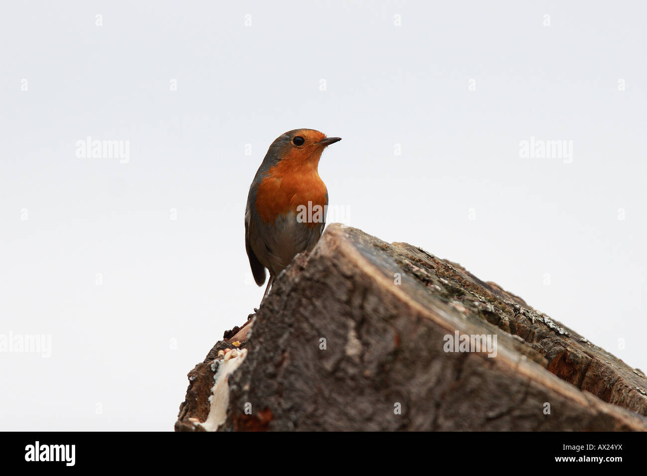 European Robin (Erithacus rubecula Stock Photo - Alamy