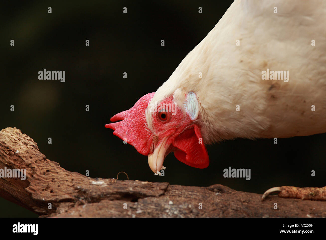 Domestic Chicken (Gallus gallus Stock Photo - Alamy