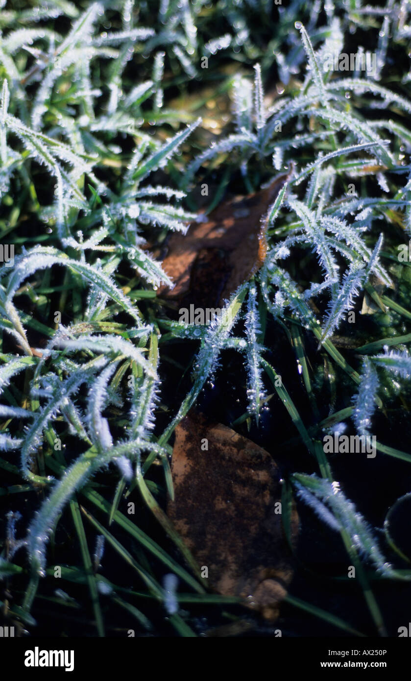 Grass under ice Stock Photo - Alamy