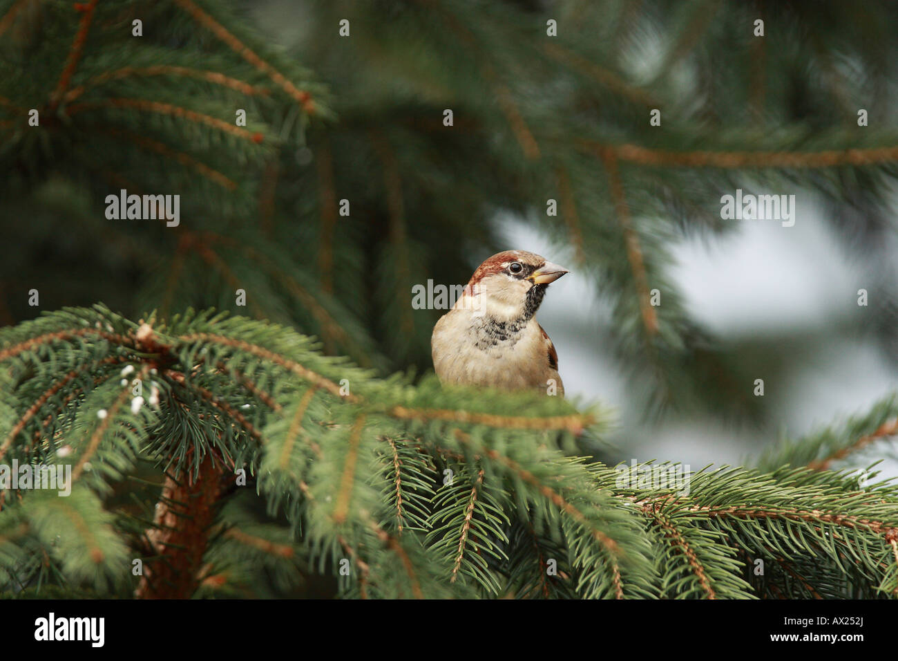 English sparrow hi-res stock photography and images - Alamy