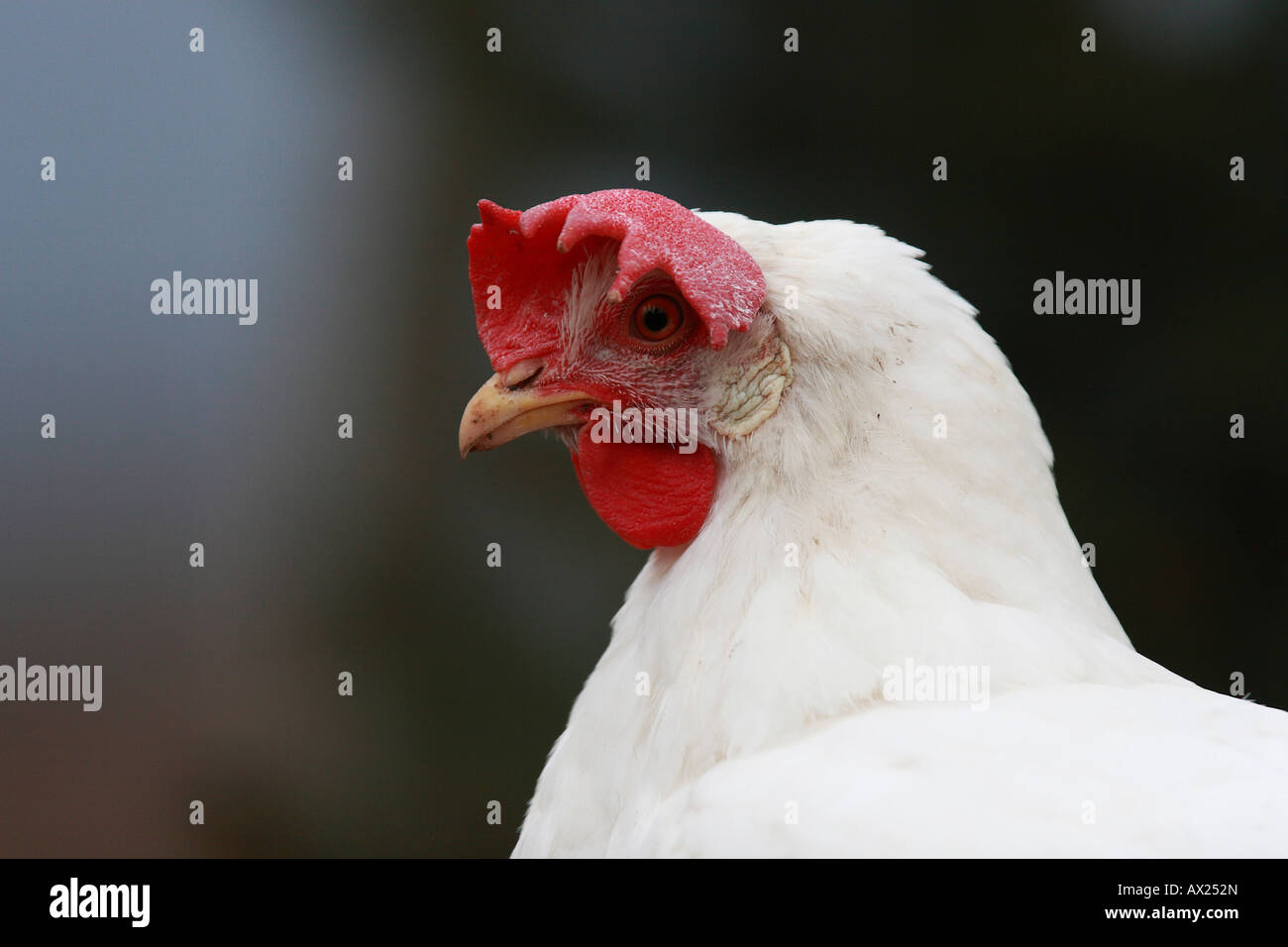 Domestic Chicken (Gallus gallus Stock Photo - Alamy