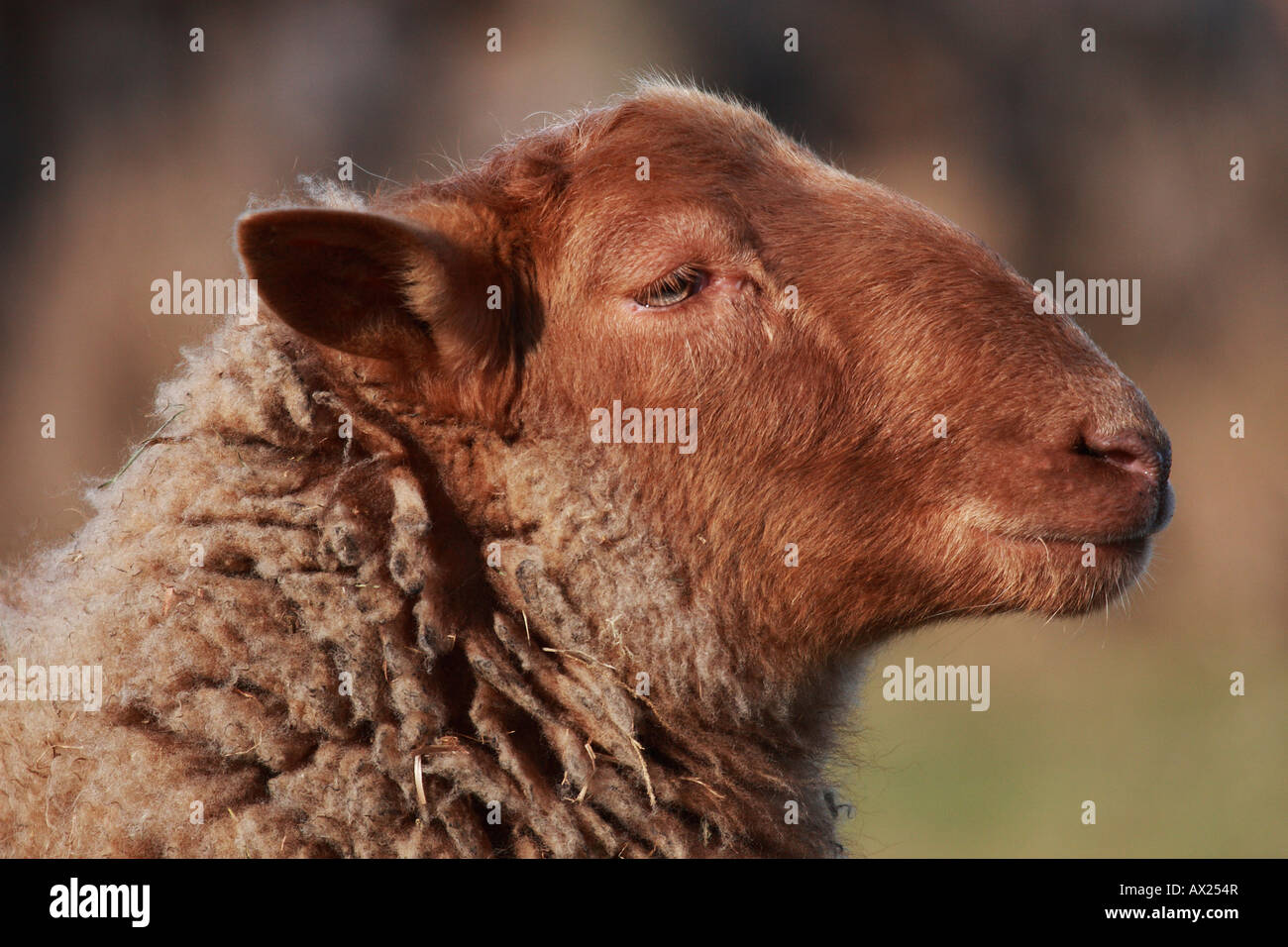 Coburger Fuchsschaf or Coburg Fox breed of sheep (Ovis gmelini aries ...