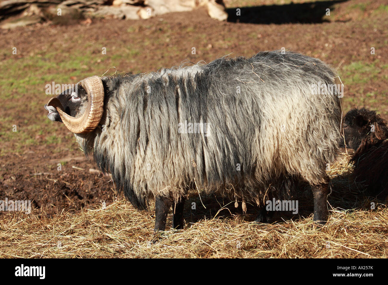 Skudde sheep (Ovis ammon f. aries), breed of sheep Stock Photo - Alamy