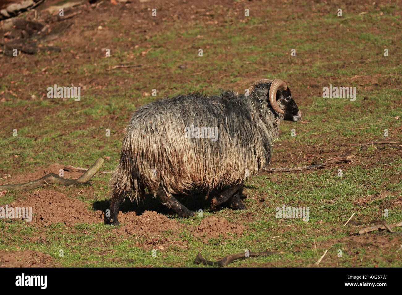 Skudde sheep (Ovis ammon f. aries), breed of sheep Stock Photo - Alamy