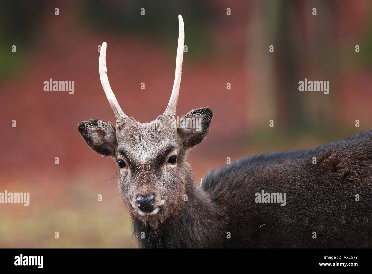 Sika Deer (Cervus nippon Stock Photo - Alamy