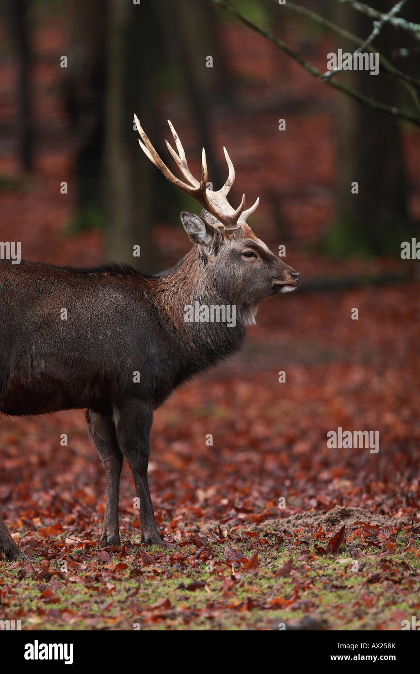 Sika Deer (Cervus nippon Stock Photo - Alamy