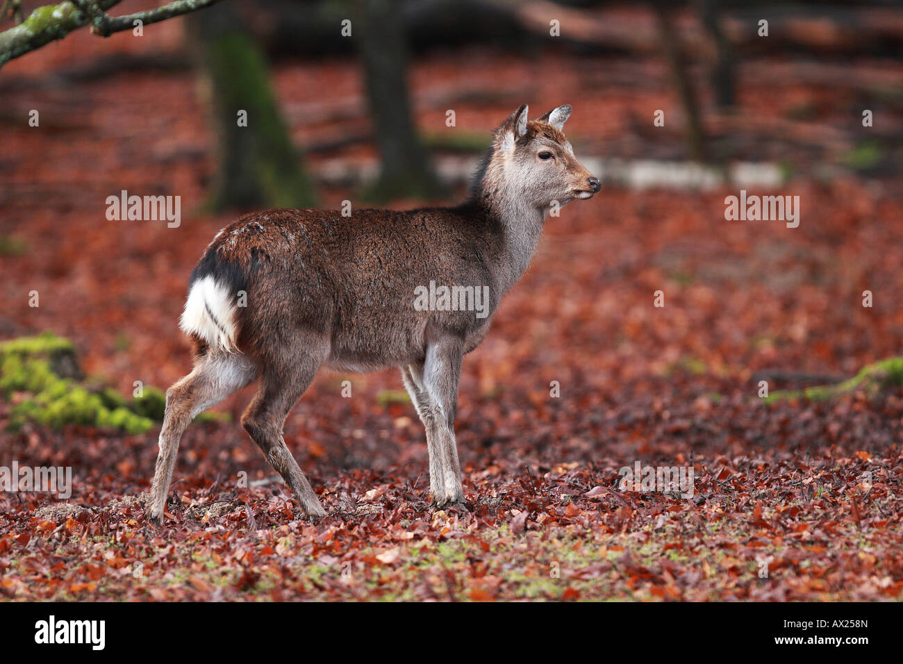 Sika Deer (Cervus nippon Stock Photo - Alamy
