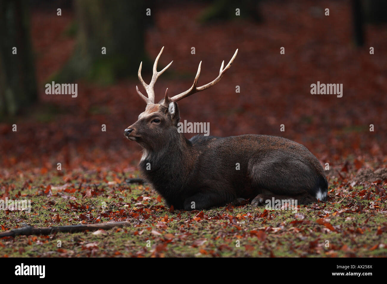 Sika Deer (Cervus nippon Stock Photo - Alamy