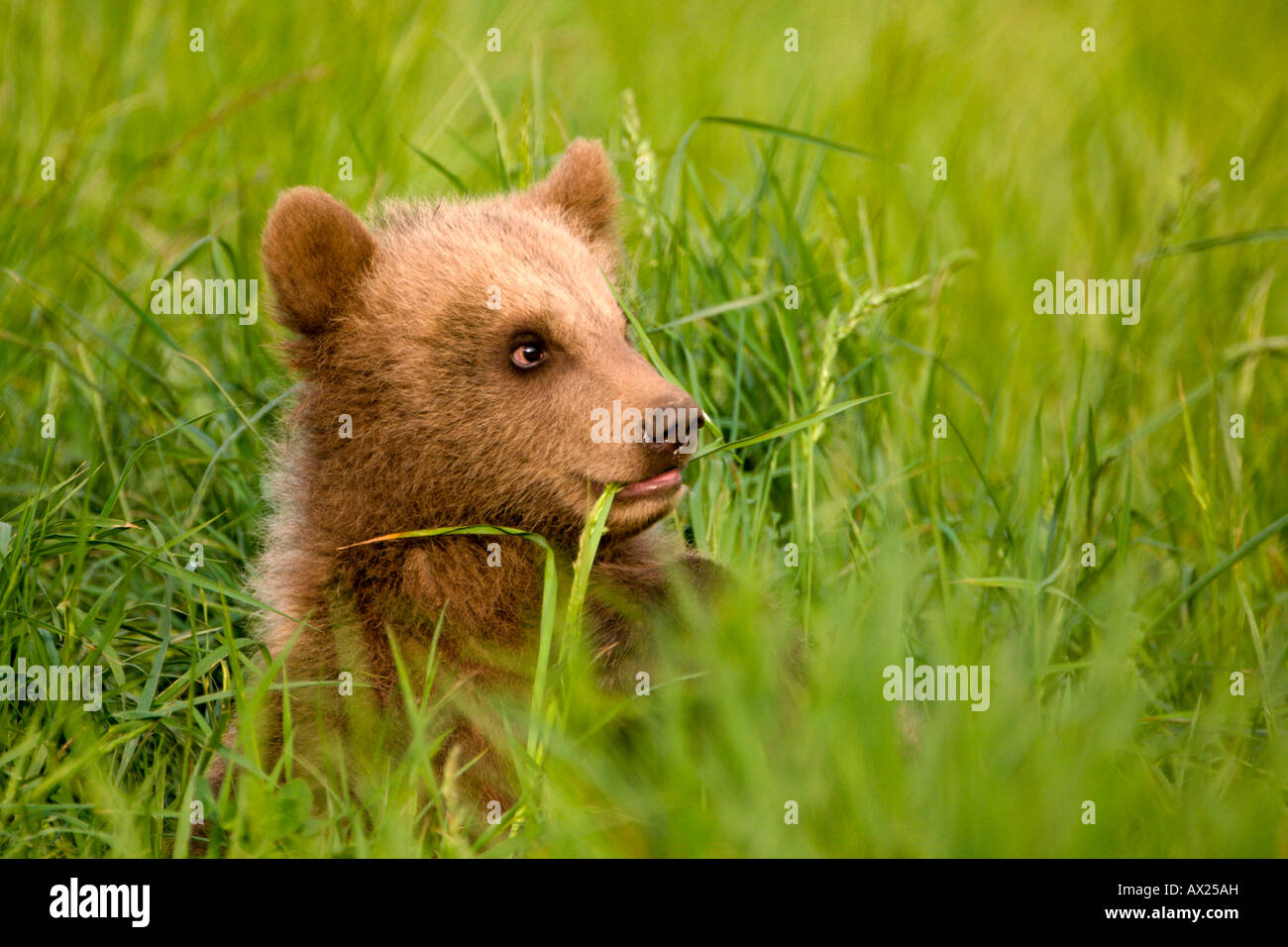 Braunbär jung zoo hi-res stock photography and images - Alamy