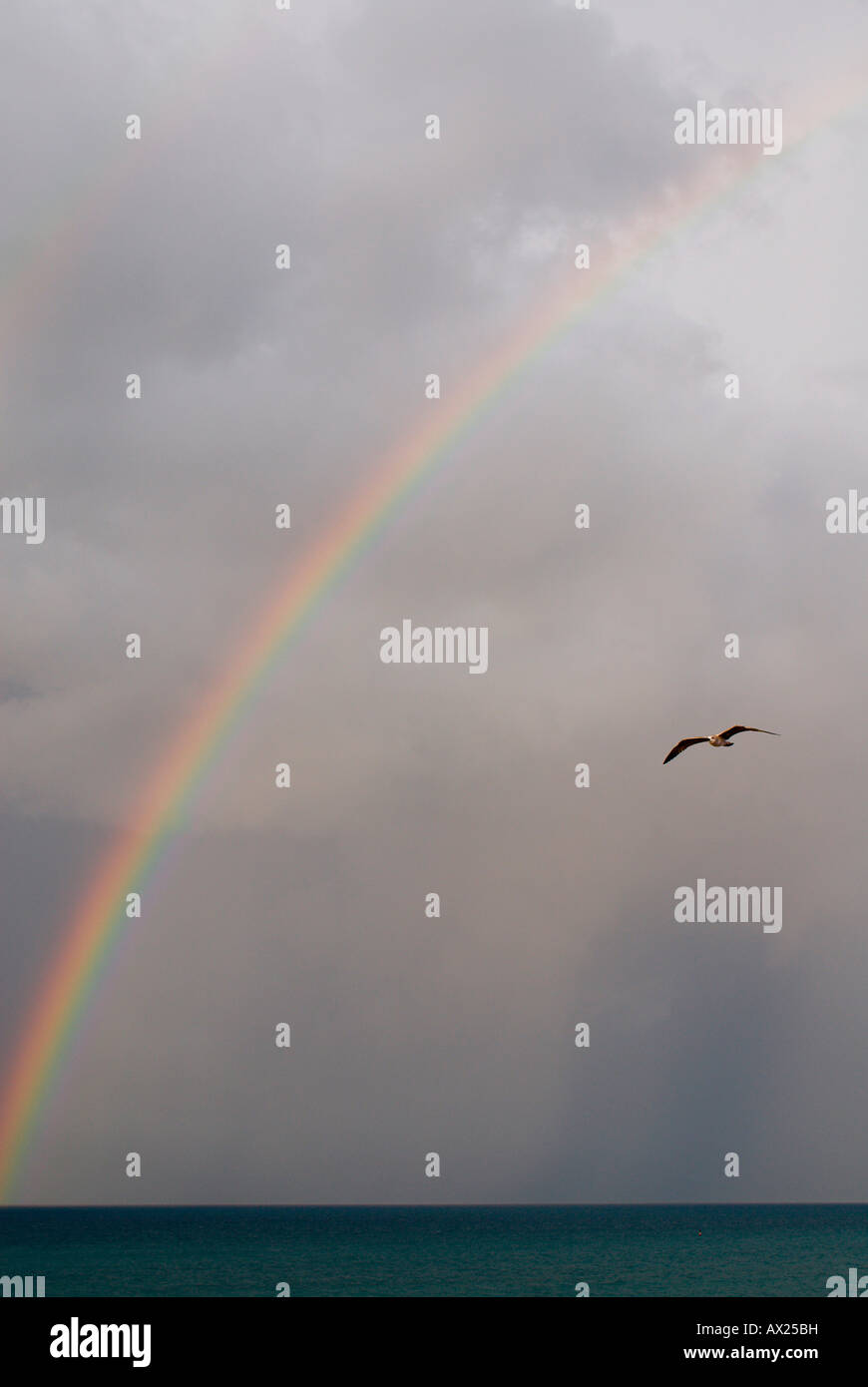 Flying bird under rainbow hi-res stock photography and images - Alamy